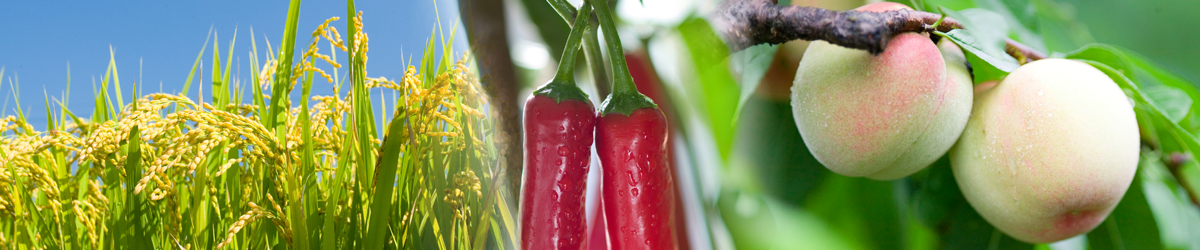 Fertilizer Products | Union Chemicals